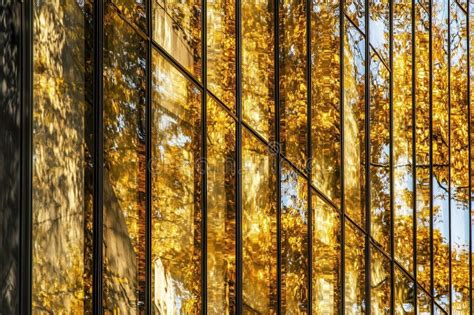 Golden Autumn Leaves Reflecting On Modern Glass Building During Sunny