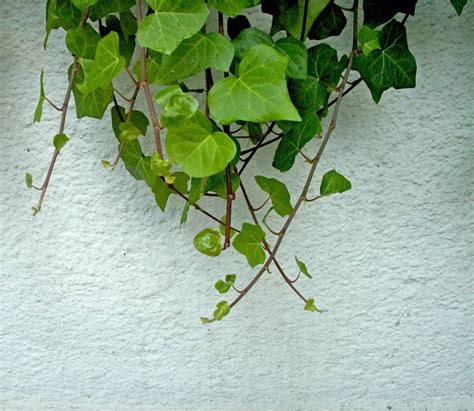 10 Plantas Resistentes Al Frío Consejos Happy Flowe