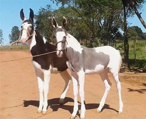 17 Best Images About Tobiano Mules On Pinterest Gardens Nice And Saddles