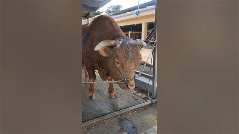 잘생긴 소 Youtube