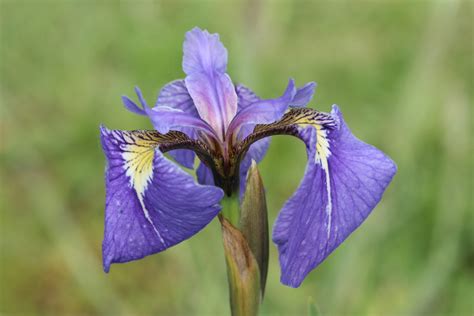 Iris Setosa Woottens Plants