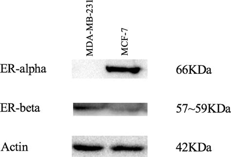 The Expression Of Erα And Erβ In Mcf 7 And Mda Mb 231 Was Shown By
