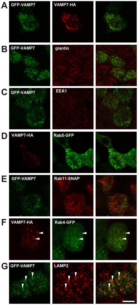 Polarized Mdck Cells Grown On Transwells Were Transfected With Gfp Or