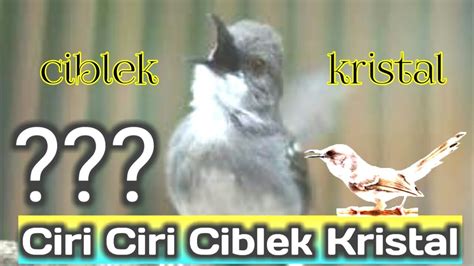 Ciblek Kristal Ciblek Putih YouTube