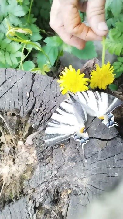 Ложечку за маму ложечку за папу Youtube