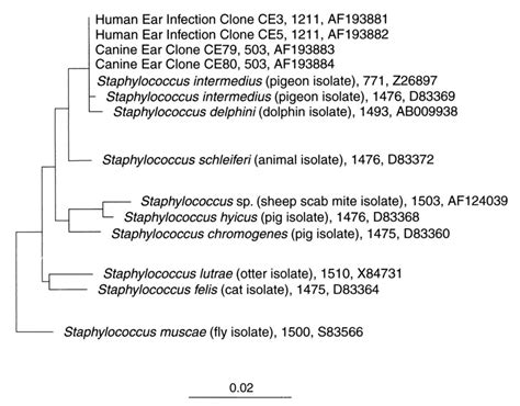 Selected Sequences Of The Genusstaphylococcus Showing The S Download Scientific Diagram