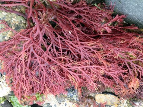 Seaweed Types Archives Morocco Seaweed