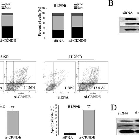 knockdown of lncrna crnde promotes cell cycle arrest at the g 1 phase download scientific