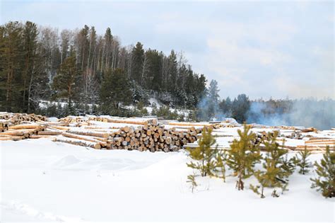 로그를 수확 잘라 목재 로깅 영역 소환 준비의 누적 됩니다 연기입니다 화창한 날입니다 겨울 시간입니다 갓 수확된 로그의 재목입니다 러시아 시베리아 크라스노야르스크 지역의