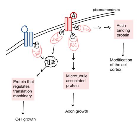 Solved Find In This Diagram An Example Of Signal
