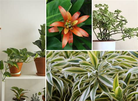 24 Plantas Que Se Desenvolvem Bem Dentro De Casa Paisagismo Casa E
