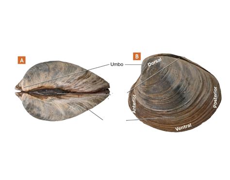 Clam Anatomy Pt 1 Quiz