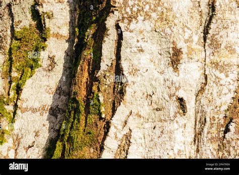 Tree Bark With Green Moss Background Texture Stock Photo Alamy