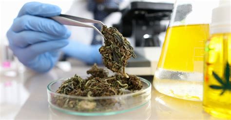 Your Guide To Understanding Cannabis Potency