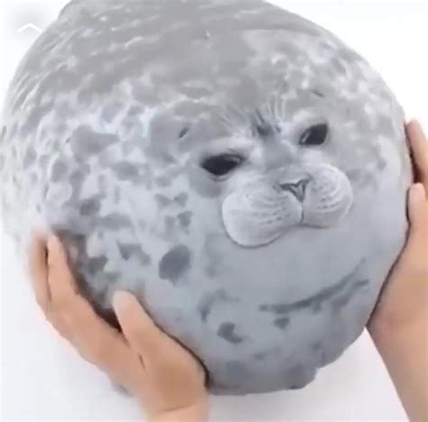 Seal Boi R Absoluteunits