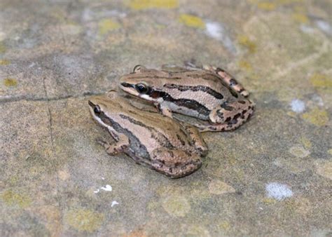 10 Most Common Frogs In Florida 2023 Guide The Gardening Dad