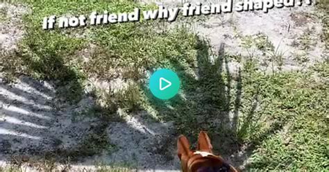 If Not Friend Why Friend Shaped Album On Imgur
