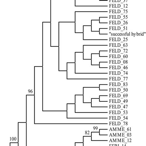 UPGMA Clustering Of Neis Genetic Distance Based On The Microsatellite Download Scientific