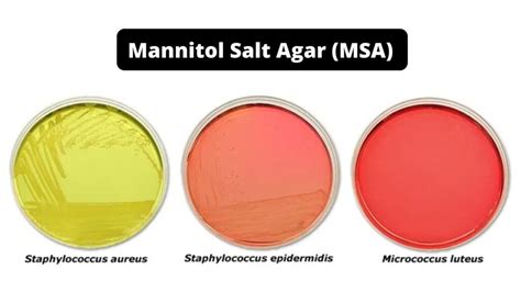 Mannitol Salt Phenol Red Agar 63567 Mannitol Salt Phenol Red Agar Mofaf