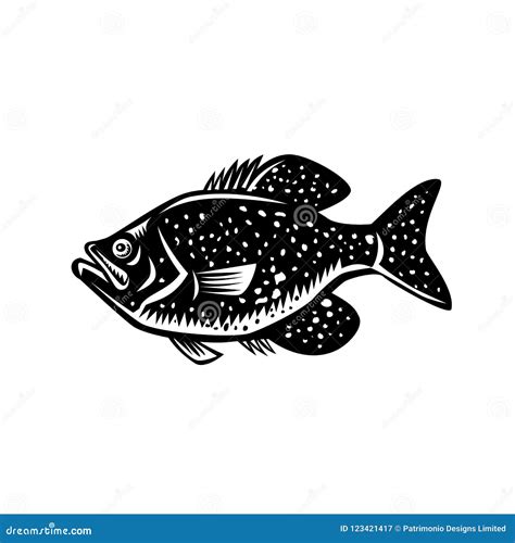 Crappie Fish Side Drawing Cartoon Vector CartoonDealer Com 123421457