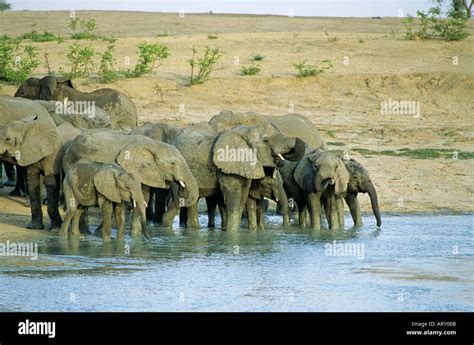 Elephant Waza National Park Cameroon Stock Photo Alamy