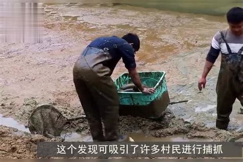 湖北这一神秘洞穴藏有上万斤怪鱼专家捉到也不能吃 怪鱼 洞穴 湖北