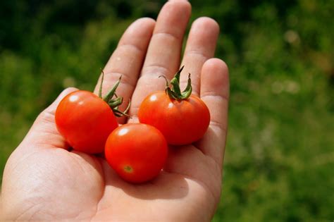 რით განსხვავდება ჩერი პომიდორი ჩვეულებრივი პომიდვრისგან და რატომ ღირს უფრო ძვირი Gemrielia Ge