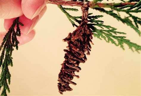 Bagworm Life Cycle Unraveling The Mysteries Of Natures Architects