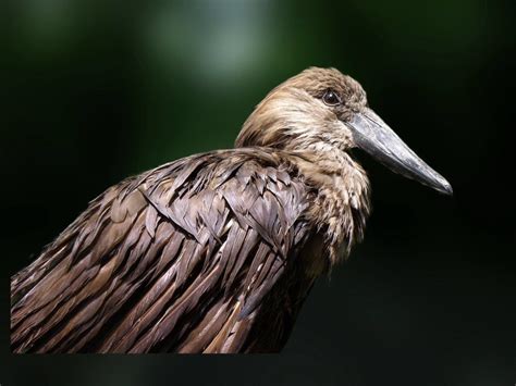 Brown Bird Feathers Free Image Download