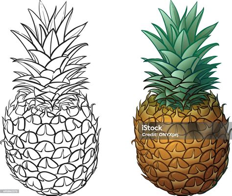 손으로 그려 파인애플 플러스 색상 흰색 배경 벡터 일러스트 파인애플에 대한 스톡 벡터 아트 및 기타 이미지 파인애플 흑백 건강한 생활방식 Istock