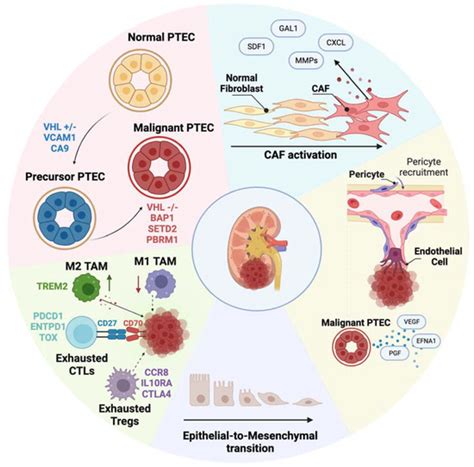 Cancers Free Full Text Recent Advances In Single Cell Rna Sequencing Of Primary And