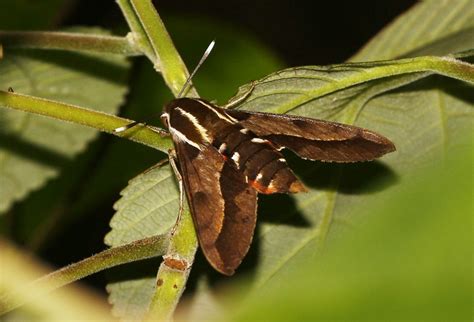 Hawaiian Sphinx Moth Hawaiian Forest