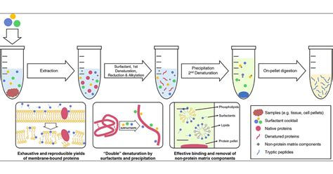 Surfactant Cocktail Aided Extractionprecipitationon Pellet Digestion
