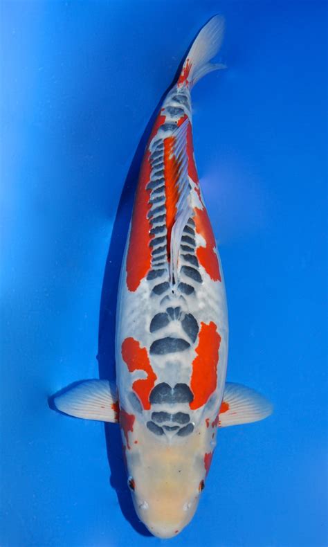 Shusui Koi