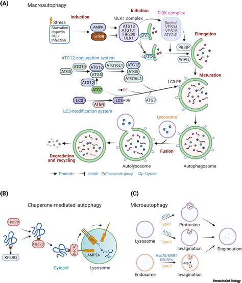 Autophagy And Pluripotency Self Eating Your Way To Eternal Youth