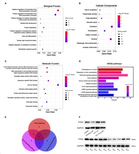Go And Kegg Pathway Analyses Of Downstream Target Genes Of Two