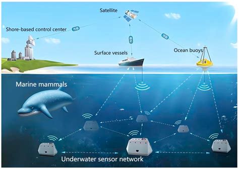 marine mammal conflict avoidance method design and spectrum allocation