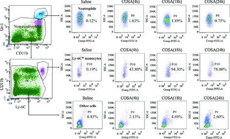 Selective Uptake Of Fitc Cosa By Circulating Monocytes Flow Cytometry Download Scientific