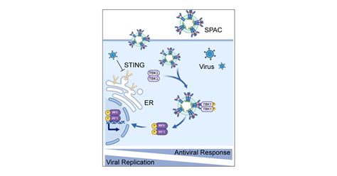 Universal Sting Pathway Activating Complexes Counteract Viral Immune