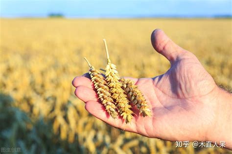 小麦全蚀病为何防治难度较大，如何防治 知乎