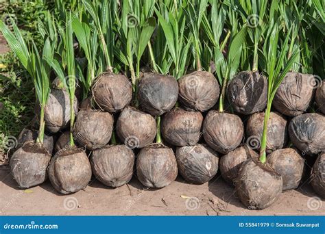Coconut Seedlings Stock Image Image Of Fruit Plant 55841979