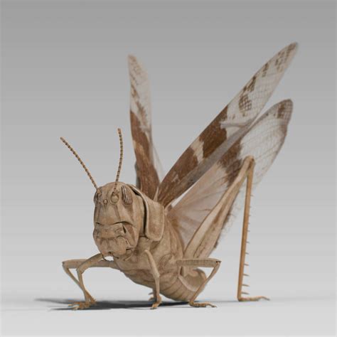 Locust Grasshopper By Samize On Deviantart Locust Grasshopper By Samize On Deviantart