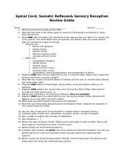 Spinal Cord Somatic Reflexes Sensory Reception Review Guide Docx