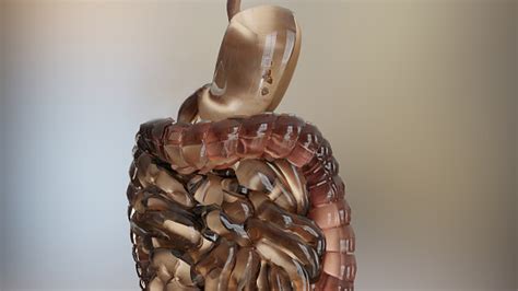 Human Stomach Anatomy Digestion Concept Of The Intestine From The Mouth
