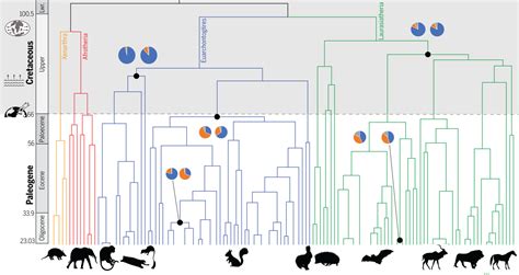 Surprising Bat Relatives Bat Conservation International