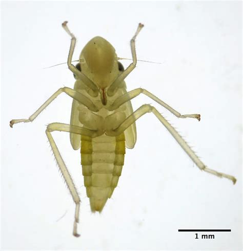 2705 Graphocephala Atropunctata Bugguide Net