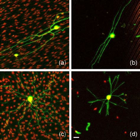 Neurite Outgrowth On A Aligned Schwann Cell Monolayer B
