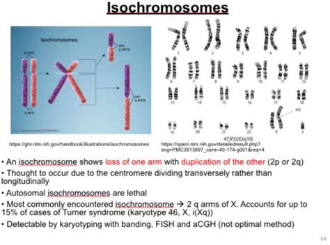 Lecture 5 Other Structural Chromosomal Abnormalities Flashcards Quizlet