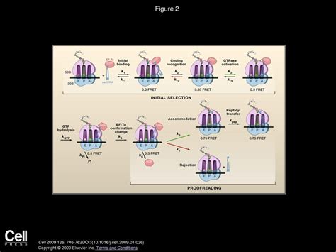Fidelity At The Molecular Level Lessons From Protein Synthesis Ppt