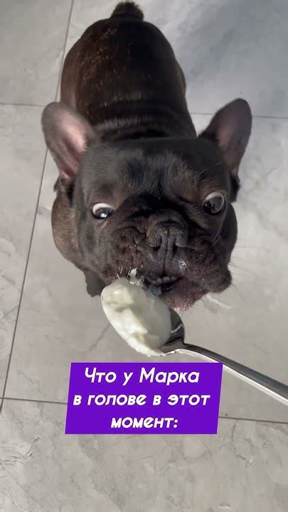 французскийбульдог французик французский бульдог бульдог булочкаМарк французская булочка